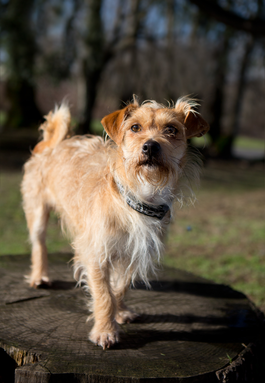 Shelter Dogs of Portland: "LIAM" cute little scruffy terrier