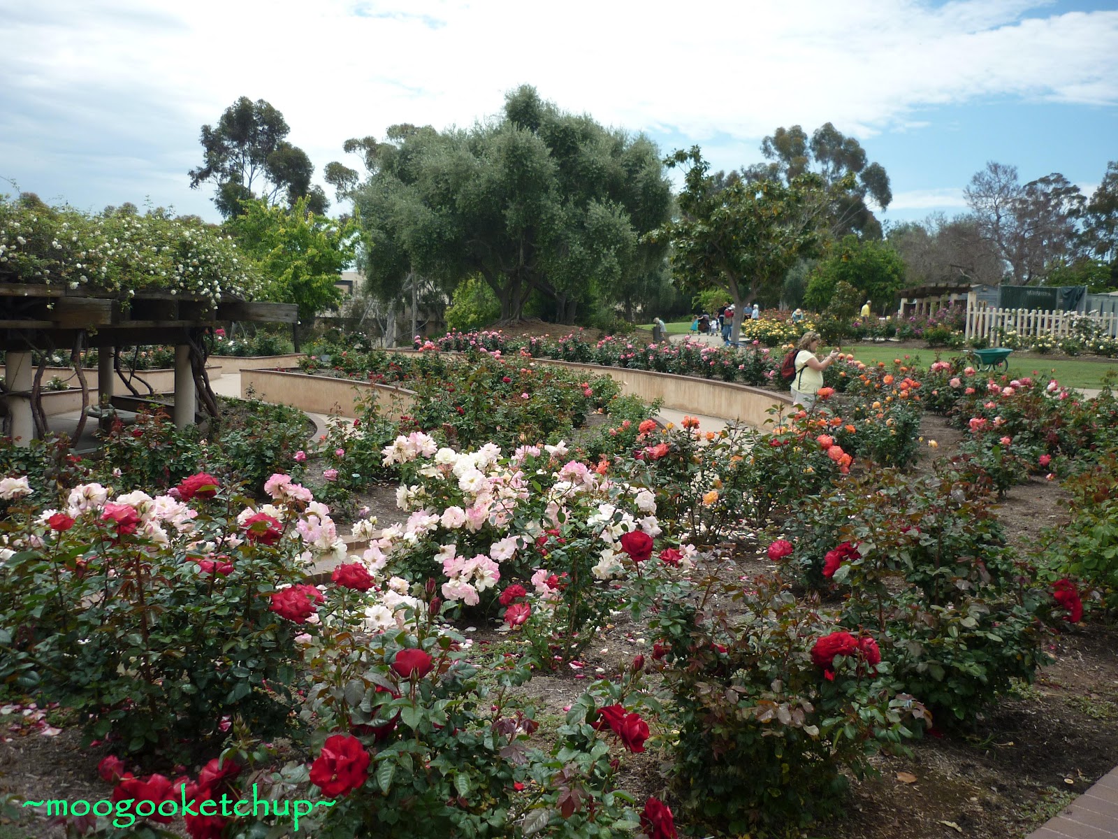 My footsteps...: Roses at Rose Garden, Balboa Park, San Diego (1)