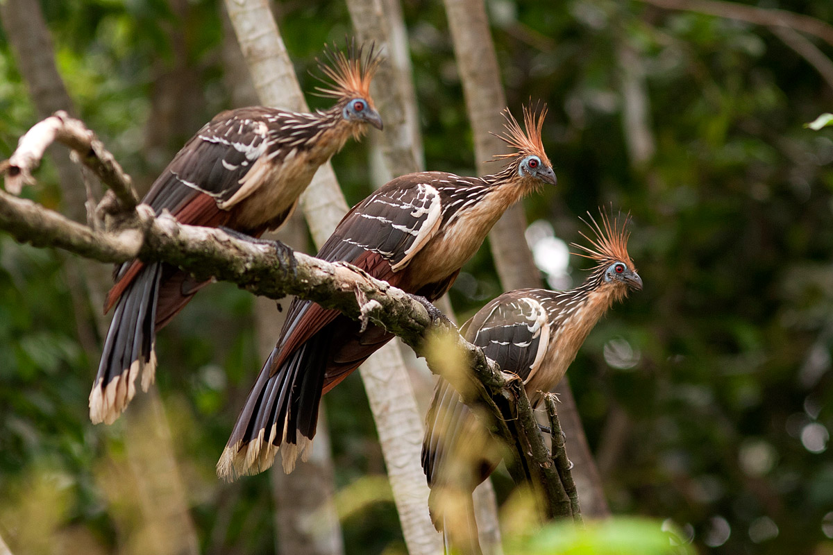 Weedon's World of Nature: Hoatzins