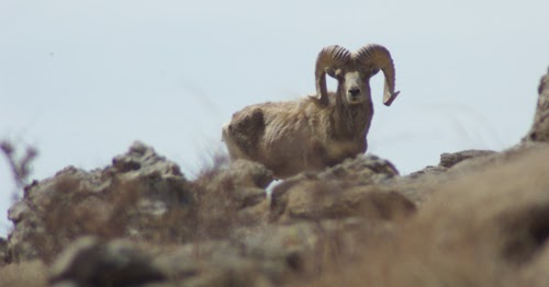 Mongolian animals: 몽골 동물,