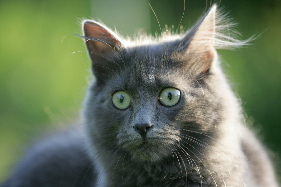 Cat Pictures Photos of Cats - HD Animal Wallpapers