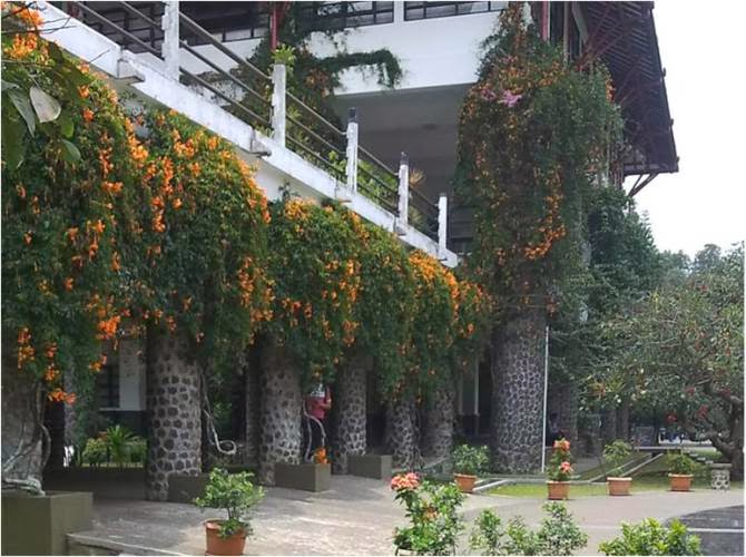 TANAMAN HIAS BERBUNGA UNTUK PAGAR DAN DINDING