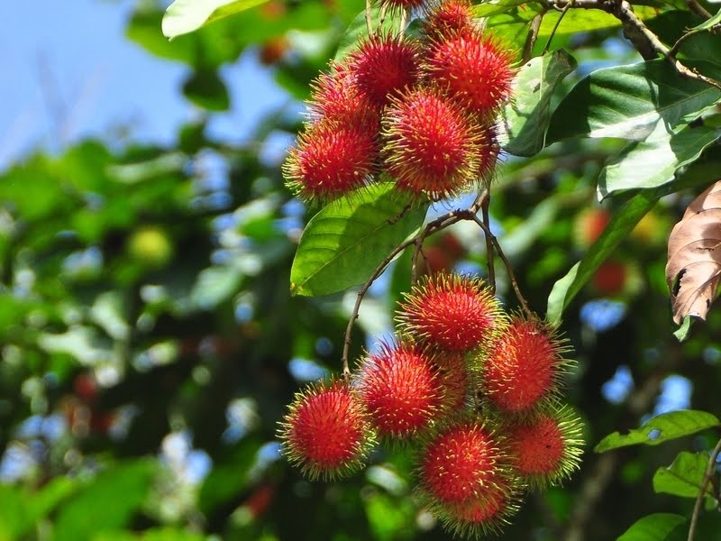 Pohon Buah Rambutan