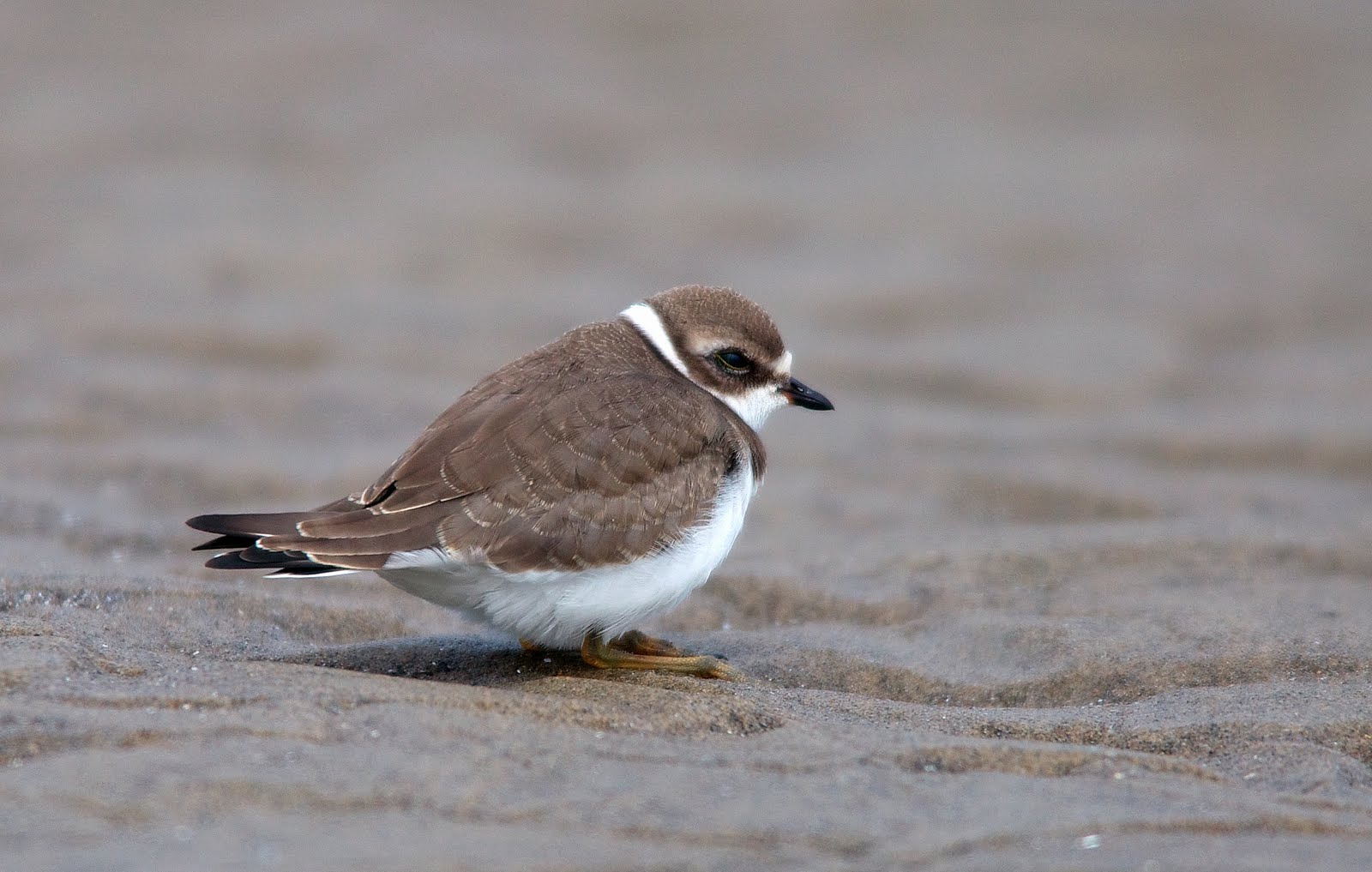 NW Bird Blog: Semipalmated Plover