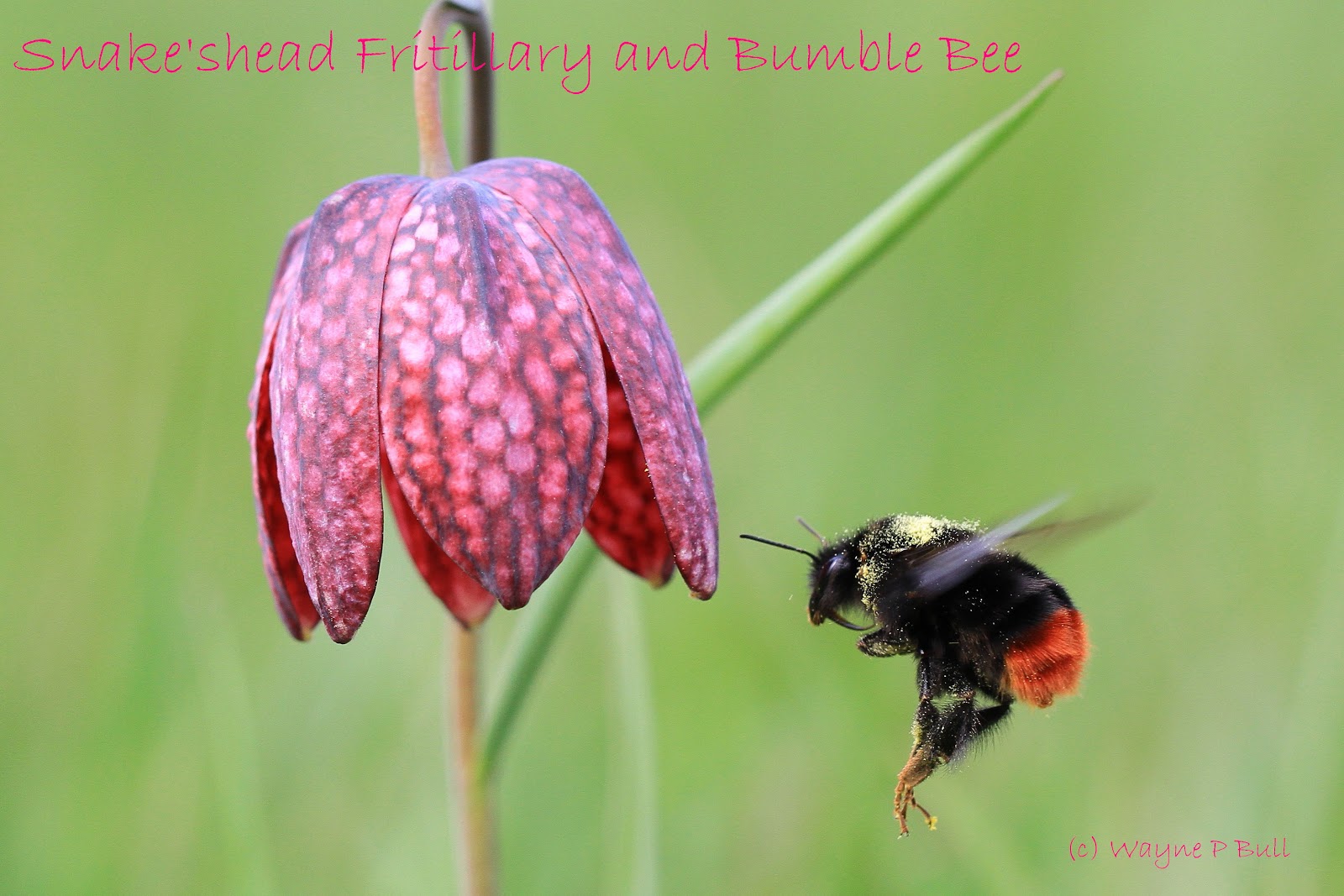 Wayne Bull's Wildlife Blog.: Iffley Meadows & Sydlings Copse BBOWT ...