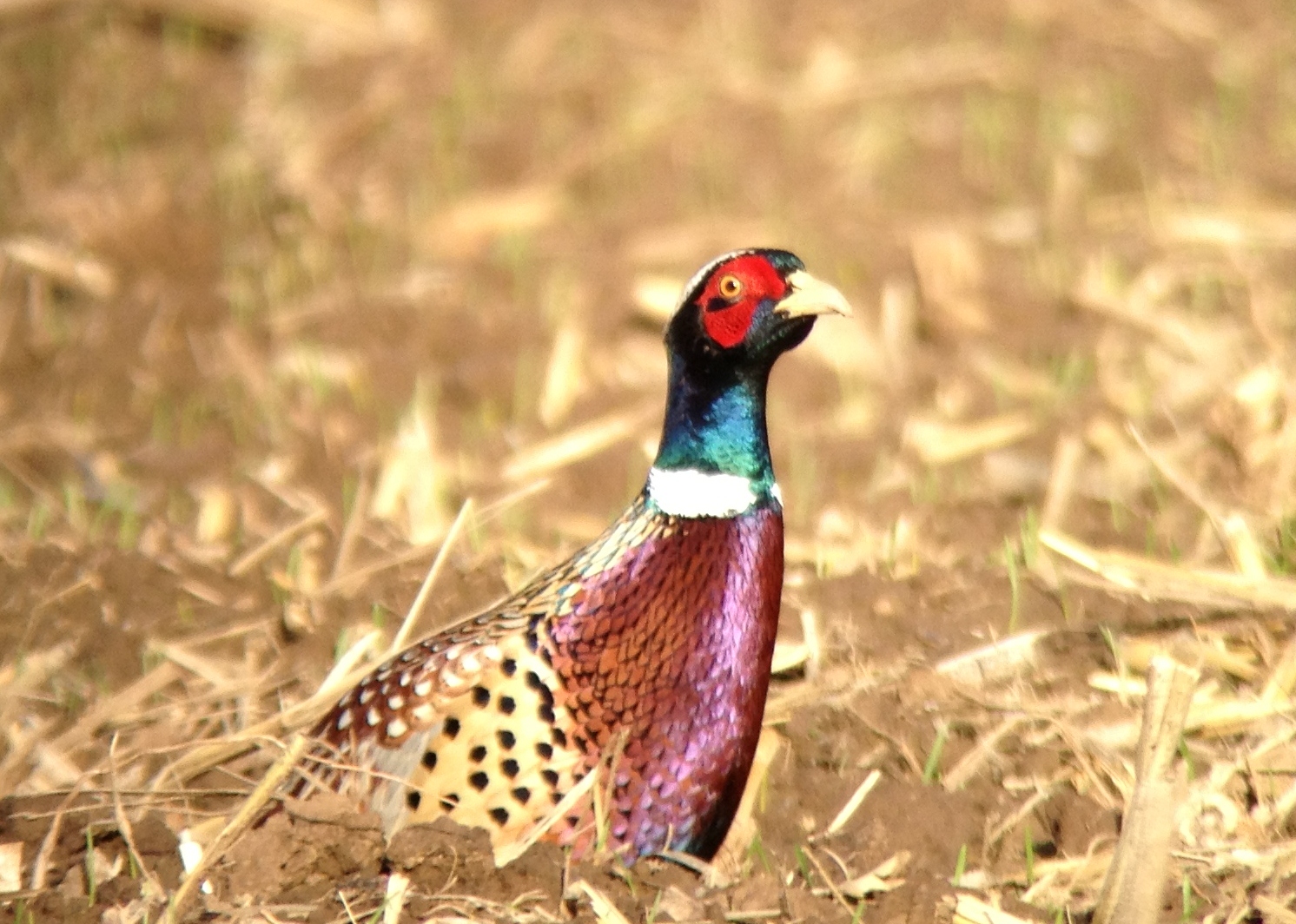 Birding Is Fun!: Ring-necked Pheasant Rooster