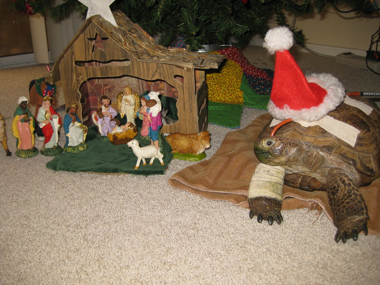 Desert Tortoise Tales: Merry Christmas!