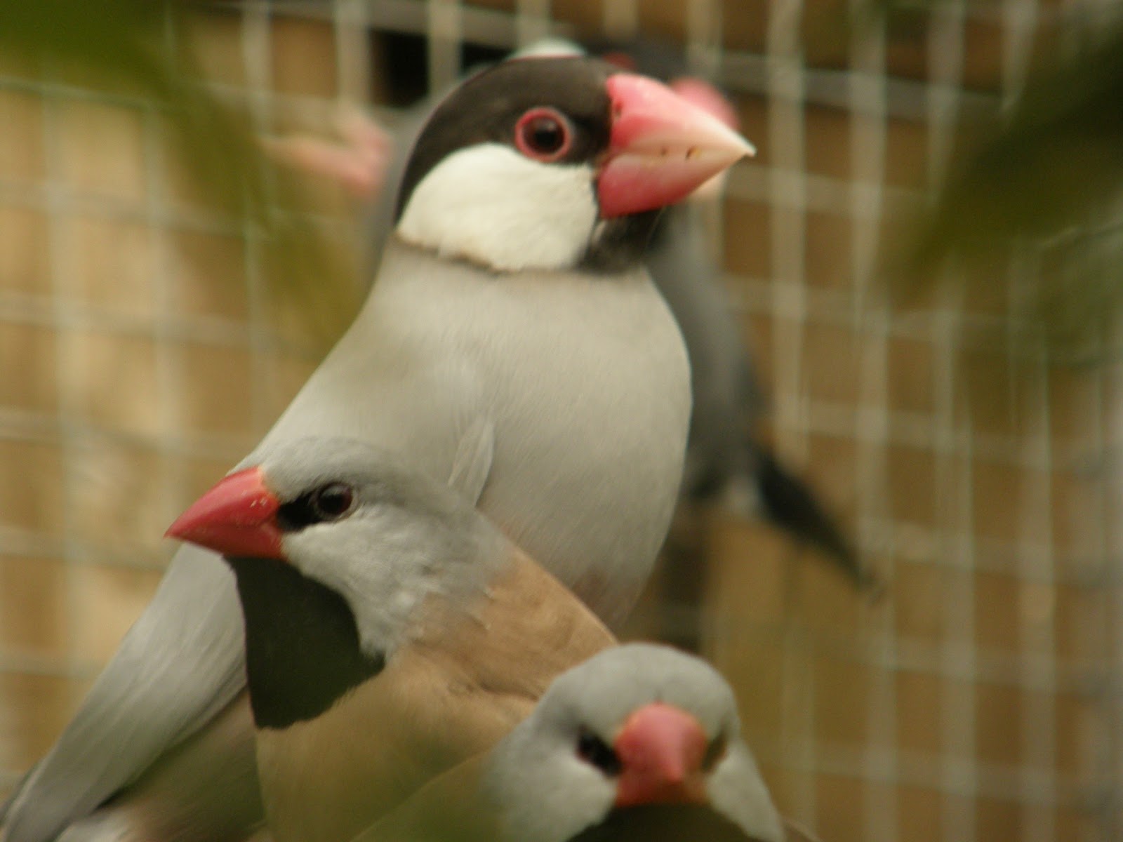 Volière 02 - Les paddas