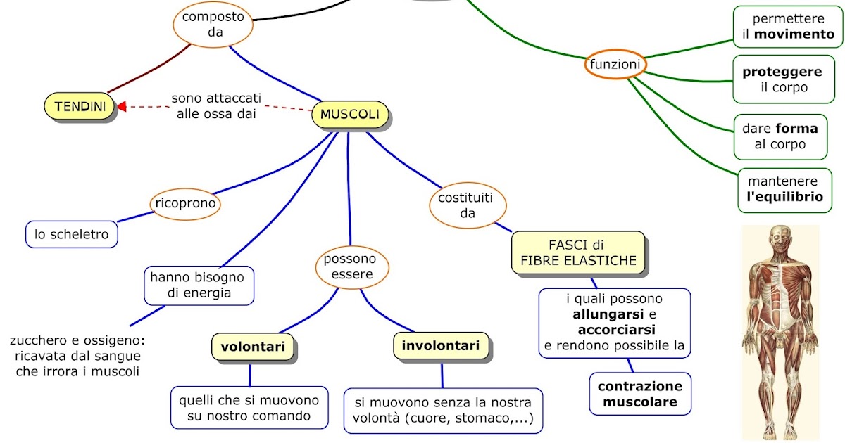 MAPPE per la SCUOLA: SISTEMA MUSCOLARE
