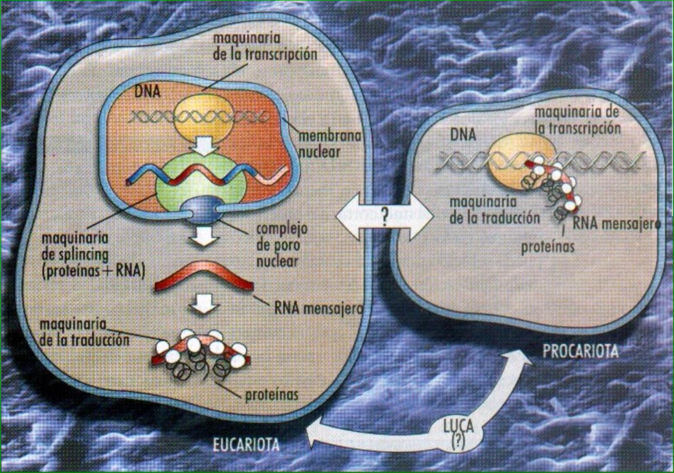 Biología1 C201: Bloque 2.Estructura Celular