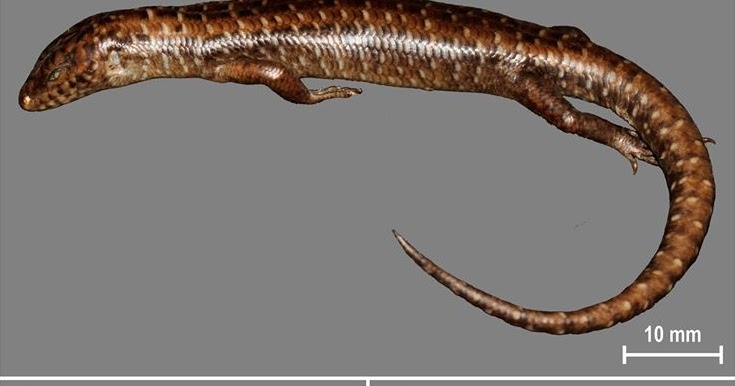 Species New to Science: [Herpetology • 2020] Sphenomorphus phuquocensis ...