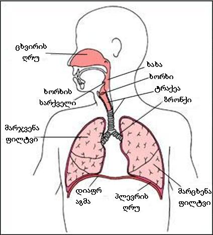 ბიოლოგიის გაკვეთილები: თემა
