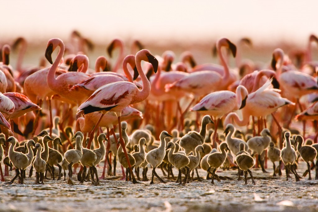 Kelly's Blogs: The flamingos eye is LARGER than its brain!