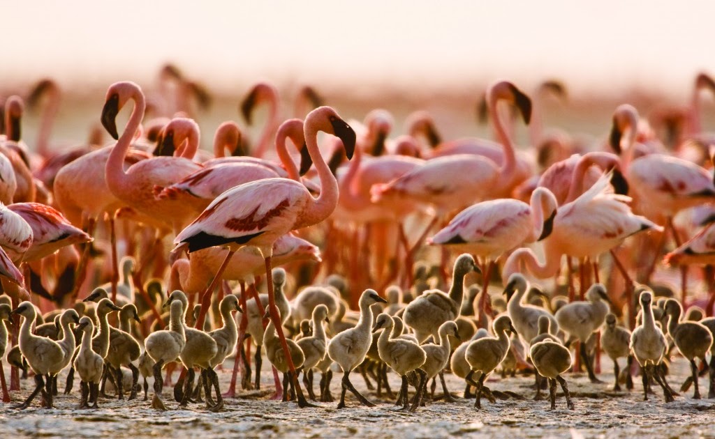 Kelly's Blogs: The flamingos eye is LARGER than its brain!