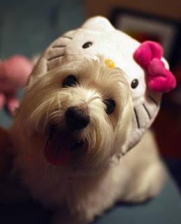 Chunkylicious ♥ Kawaii crafts ♥: Hello Kitty dogs...