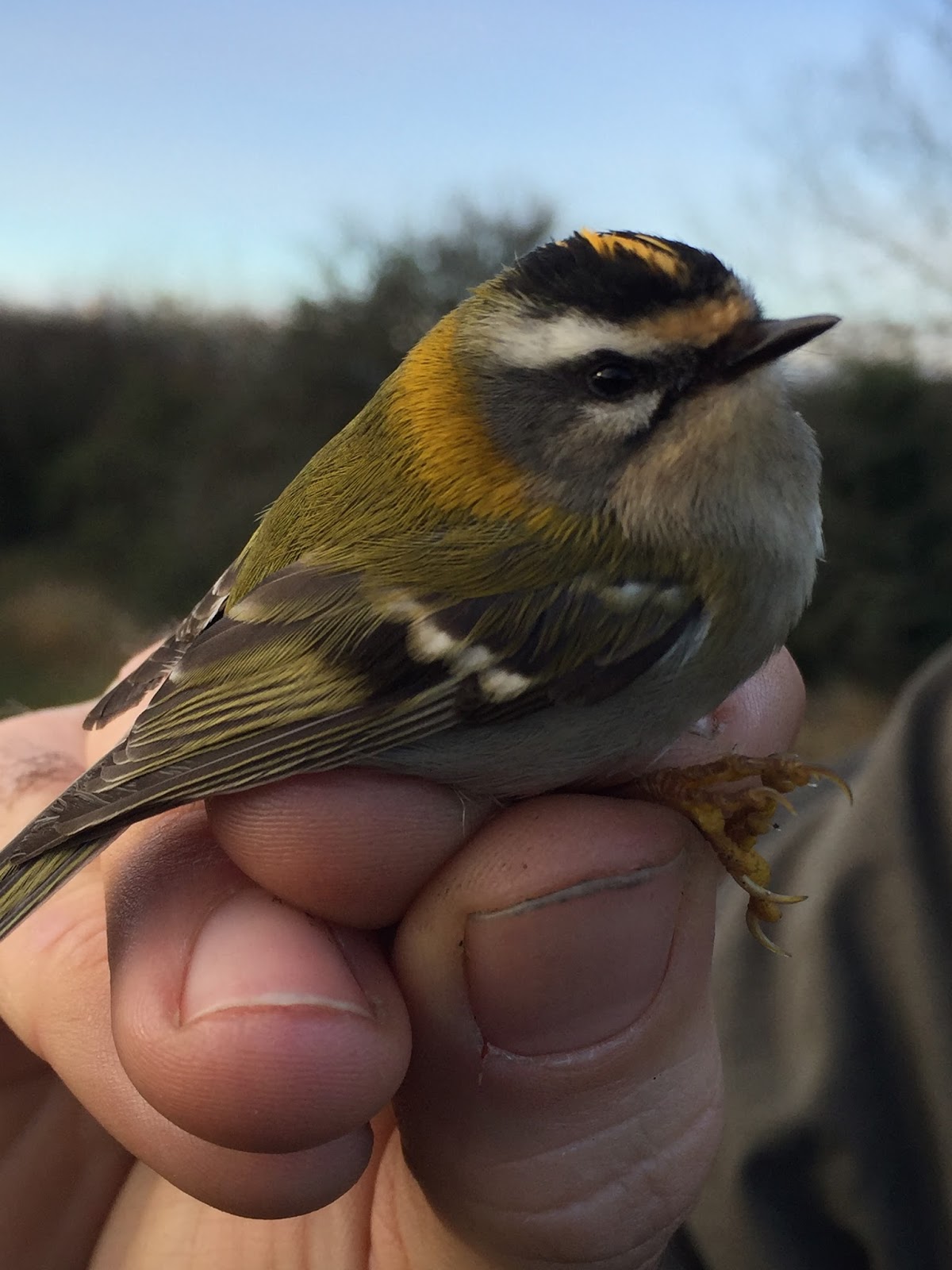 The Cardiff Bird Ringers