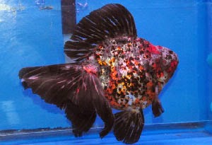 Fresh Water Fish Keeping: Gold Fish Ryukins