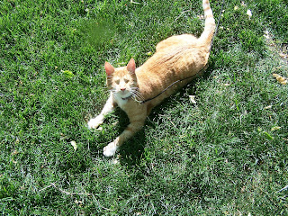 WAHblog: Caring for the Blind and Visually Impaired Cat By Erika ...