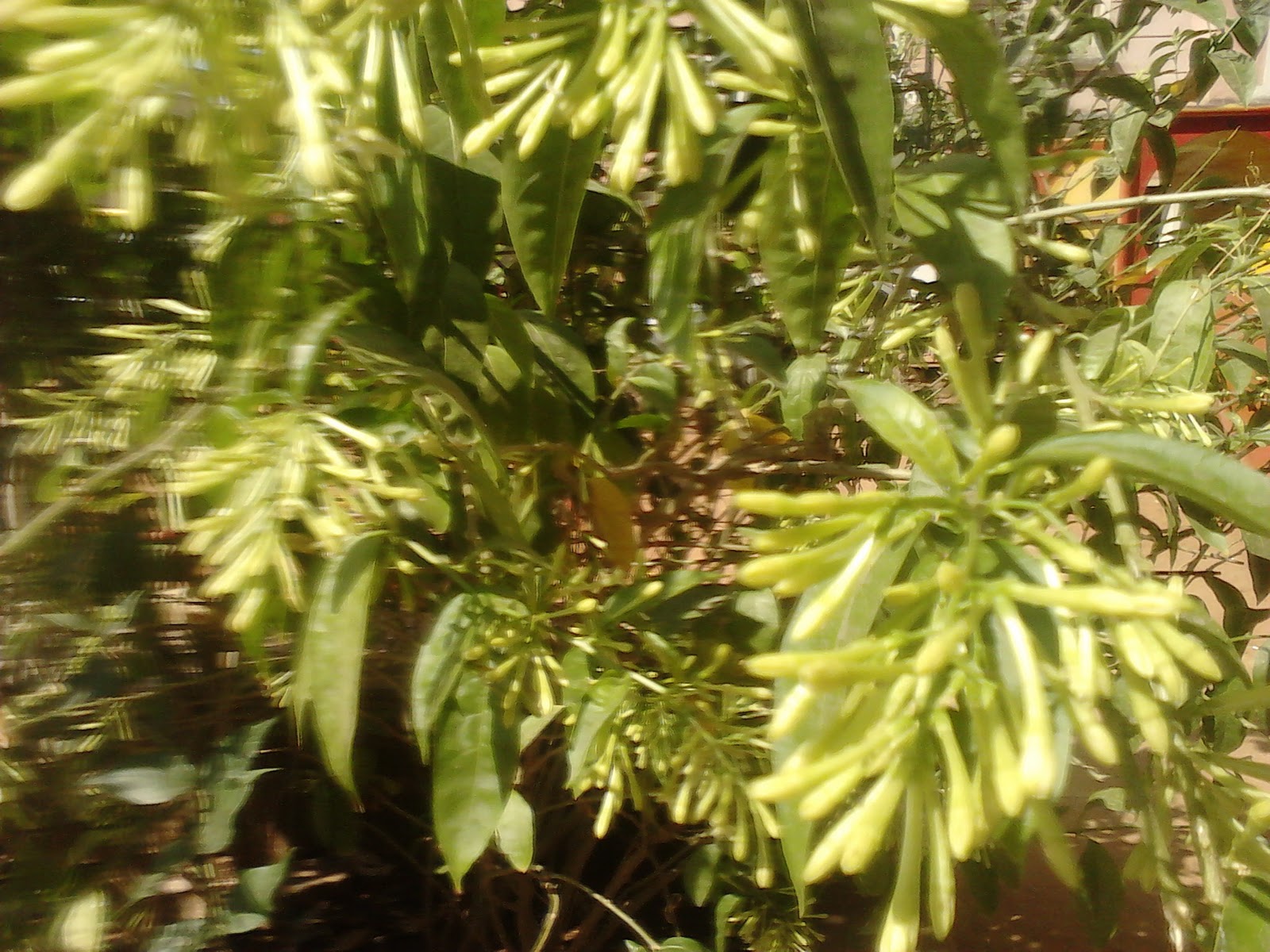 Garden Care Simplified: The Fragrant Parijat Flower Plant