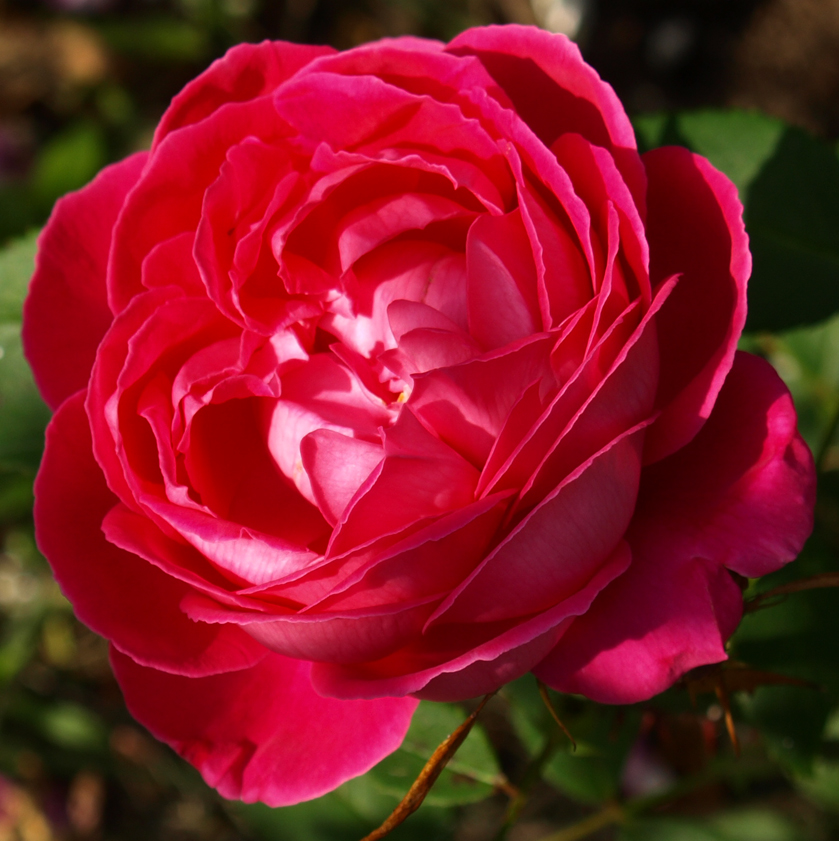 Vilt og vakkert: The Garden of Love