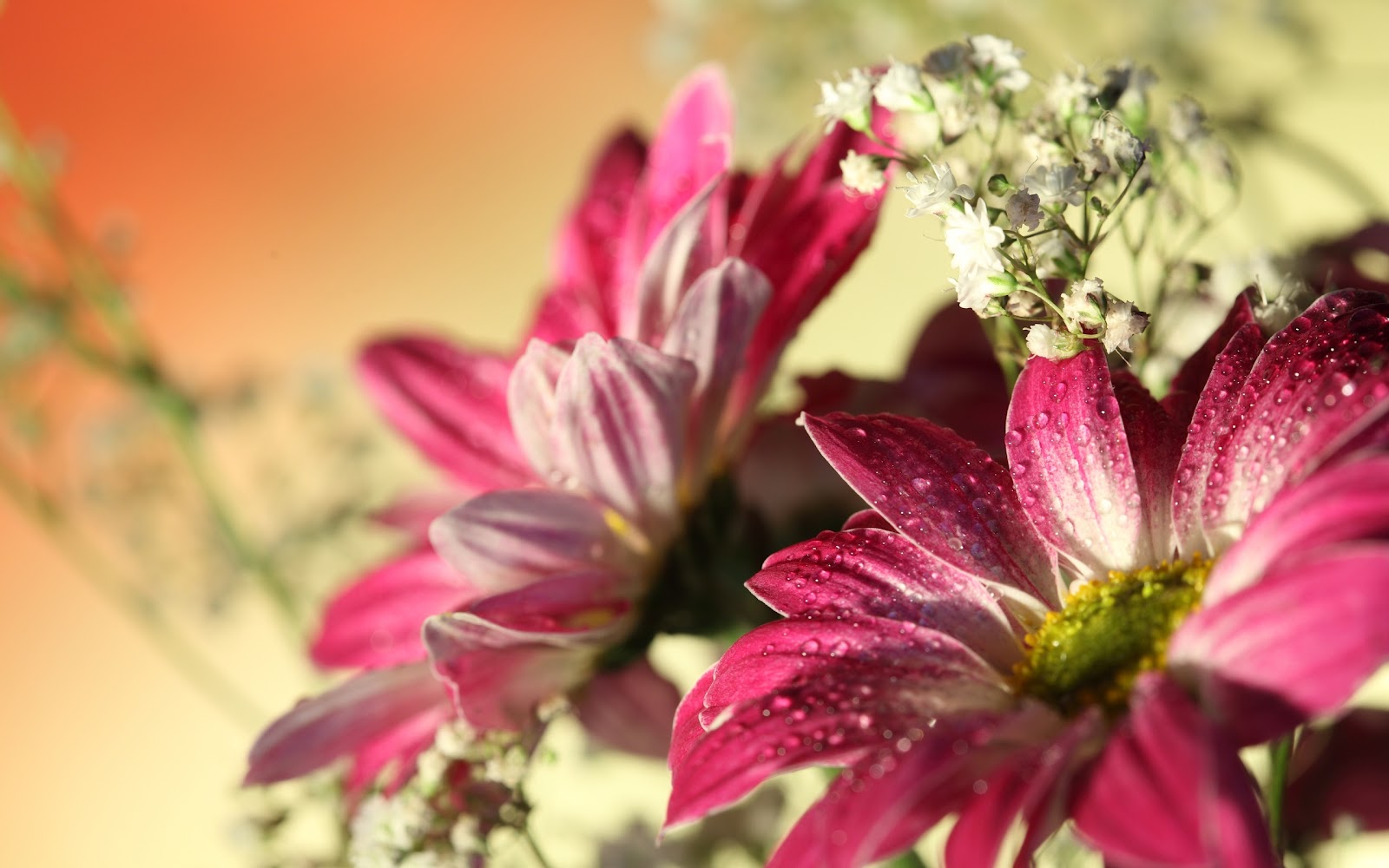 Hermosas Flores De Gerbera Fondos De Pantalla Hd Wallpapers Hd