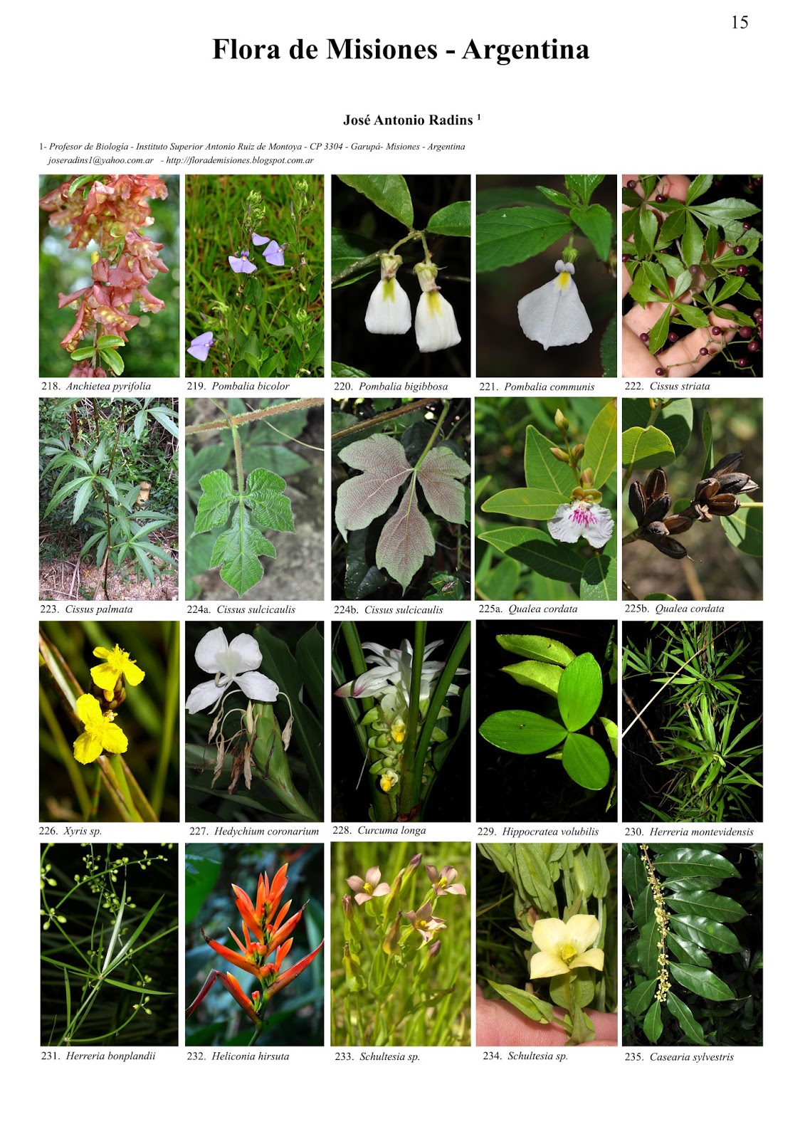 FLORA DE MISIONES Argentina