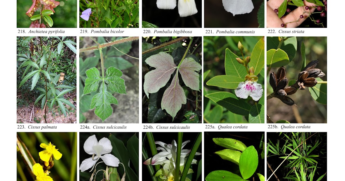 FLORA DE MISIONES Argentina: Lámina N° 15 de Flora de Misiones