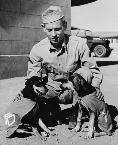 World War II in Pictures: Dogs of World War II