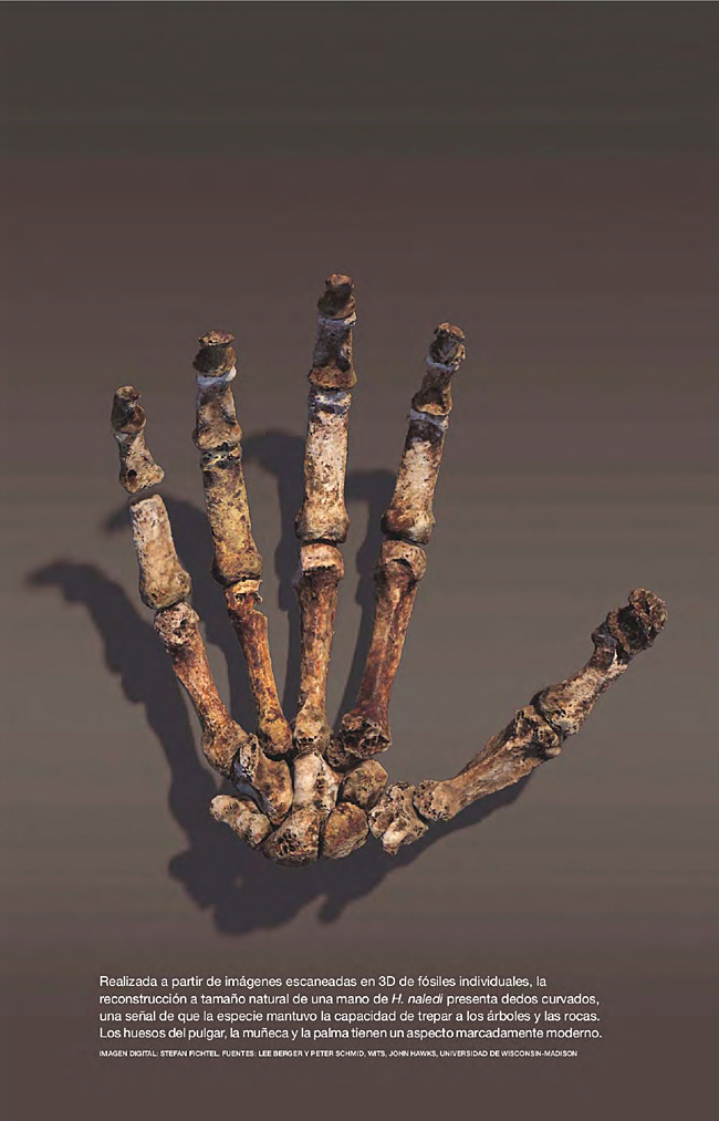 espeleobloc: Quasi humans?