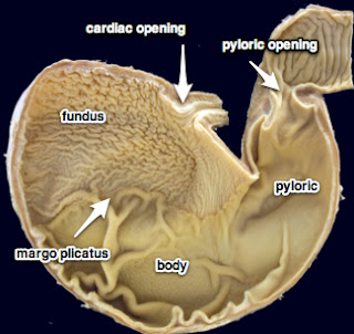 Horse and Pig abdomen - Lecture 164 | BVetMed1