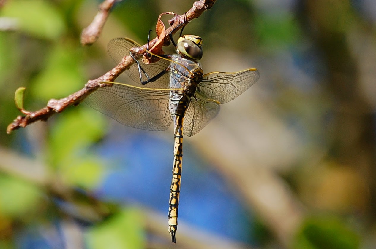 The Insect Diary: Australian Emperor Dragonfly: Hemianax papuensis