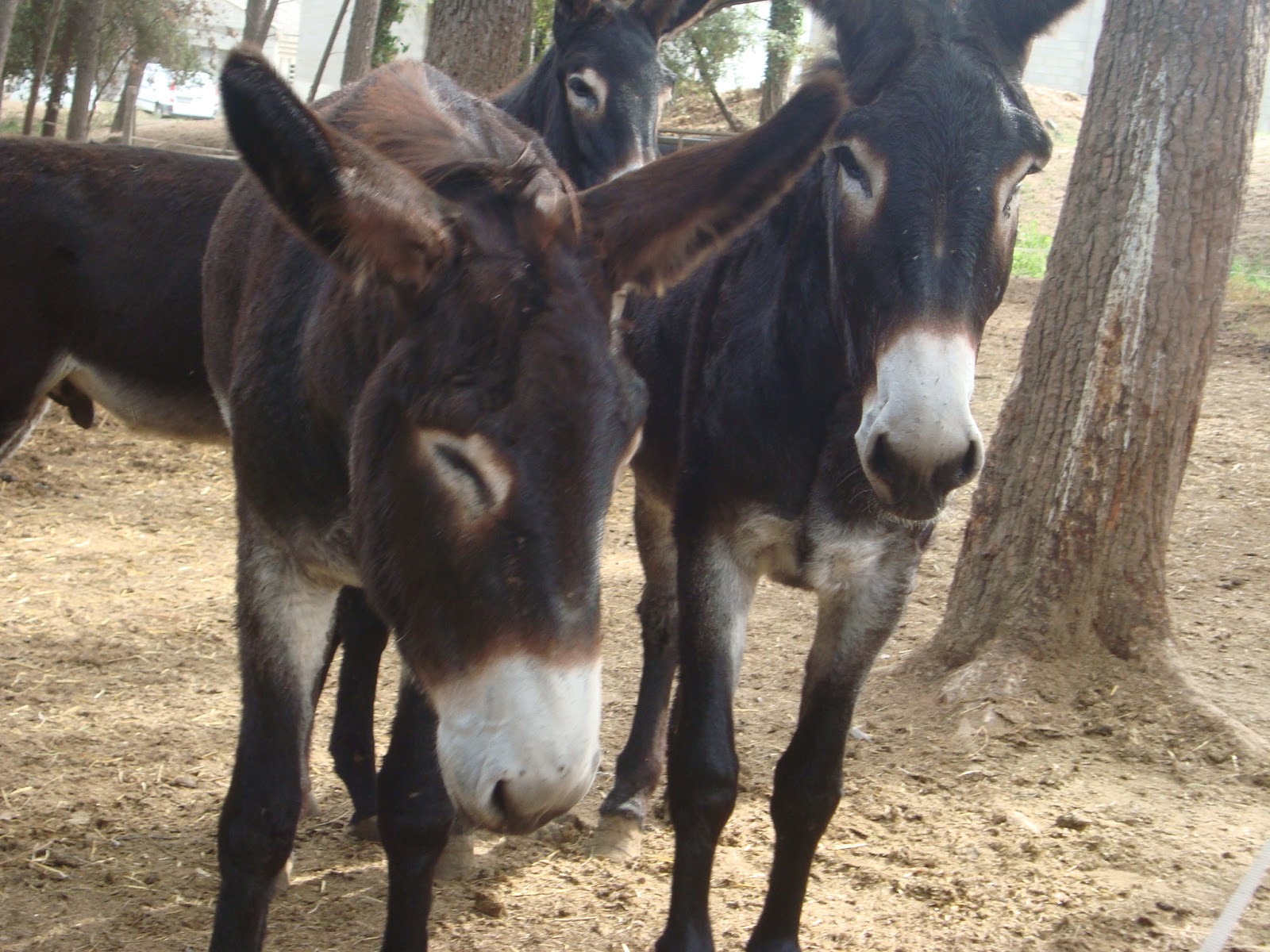 CATALONIAN DONKEYS' REPRODUCTION AT AUTONOMOUS UNIVERSITY OF BARCELONA ...