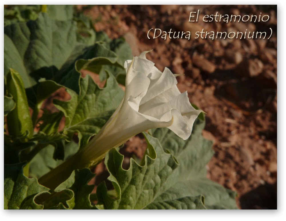 PlantArte en tu Oasis. Paisajismo y naturaleza para todos.: Plantas de ...