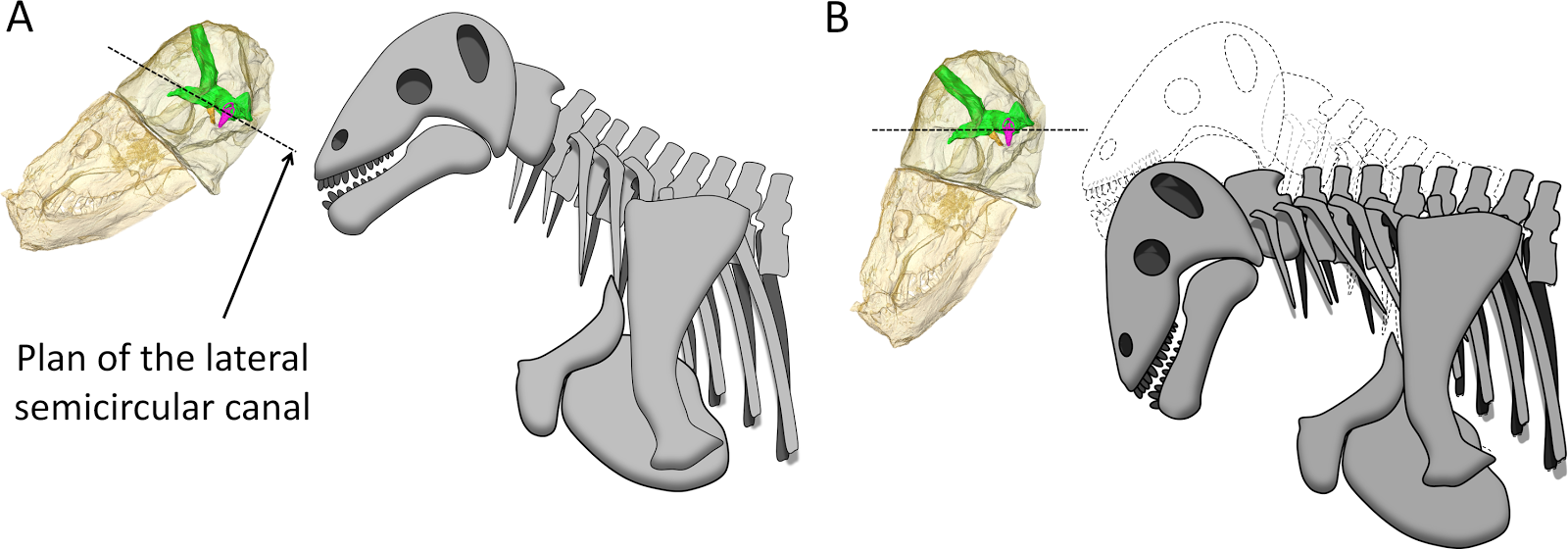 Sciency Thoughts: Moschops capensis: Synchrotron scanning sheds light ...