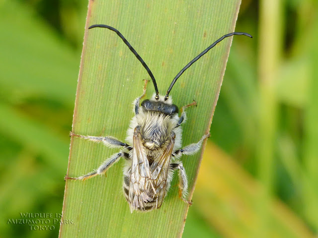 シロスジヒゲナガハナバチ Shirosuji-higenaga-hanabachi Long-horned Bee-水元公園の生き物