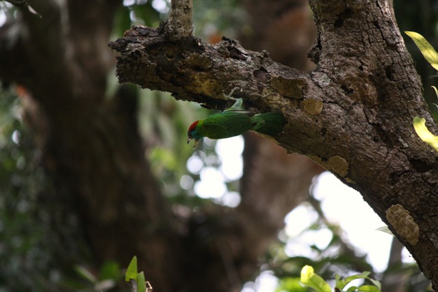 Bird Spotting at Chintamani Kar Bird Sanctuary