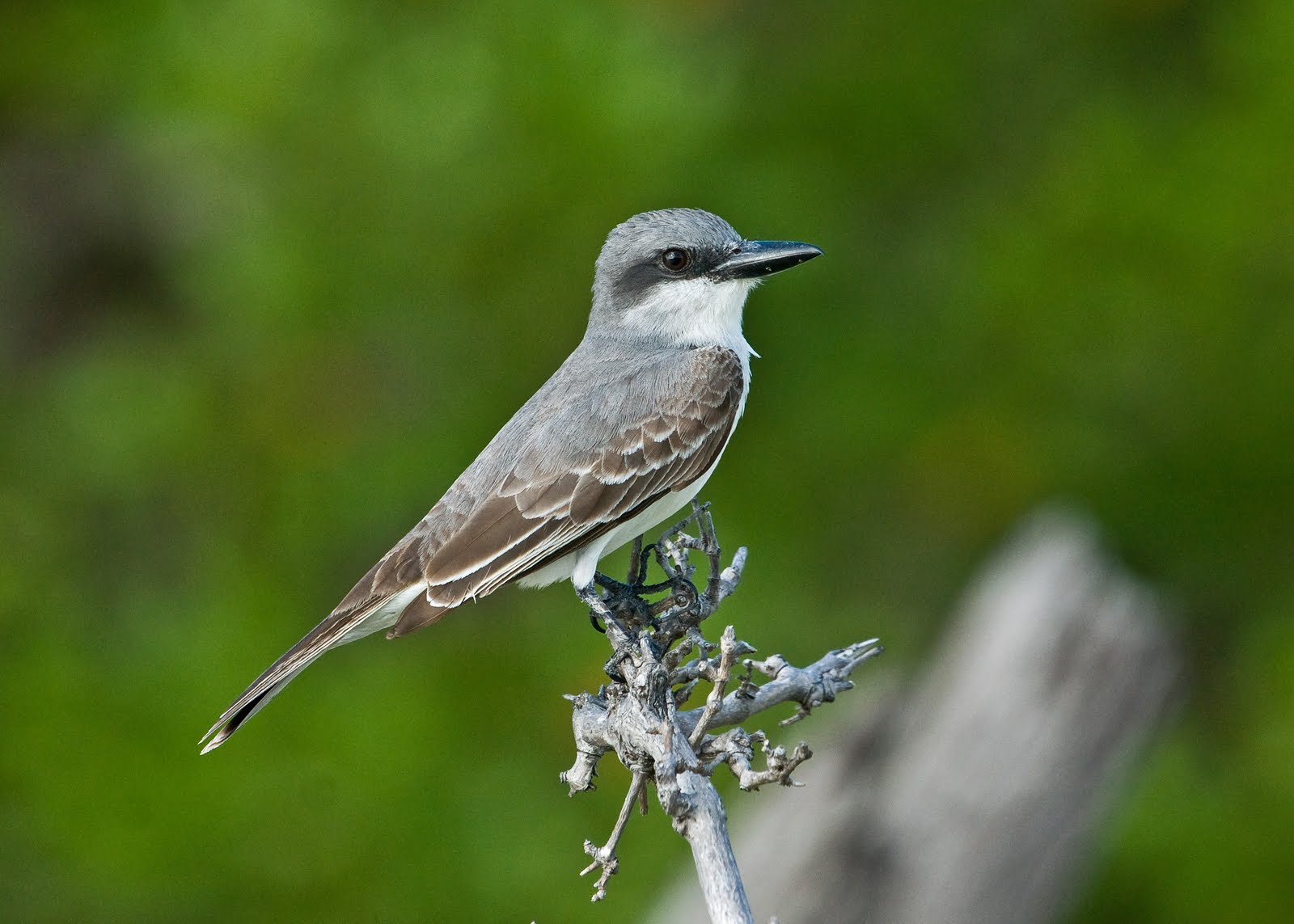 Greater Kent Birder: May 2011