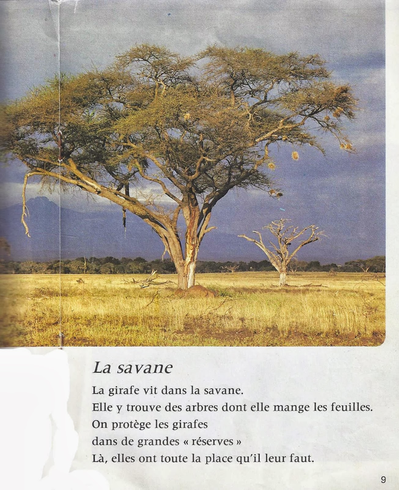 Leçons de choses: La girafe