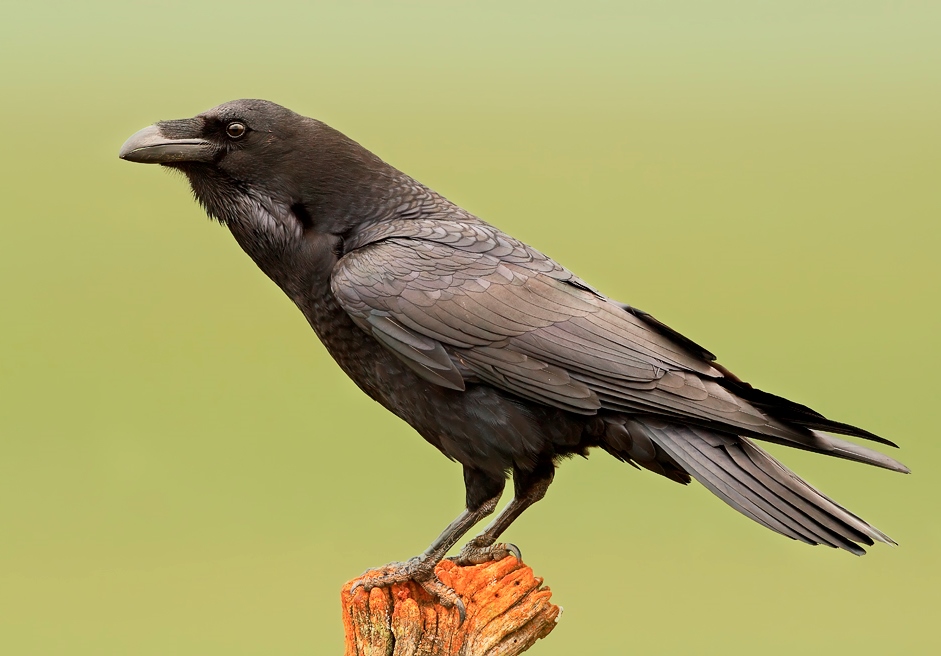 Observaciones de la naturaleza: Cuervo