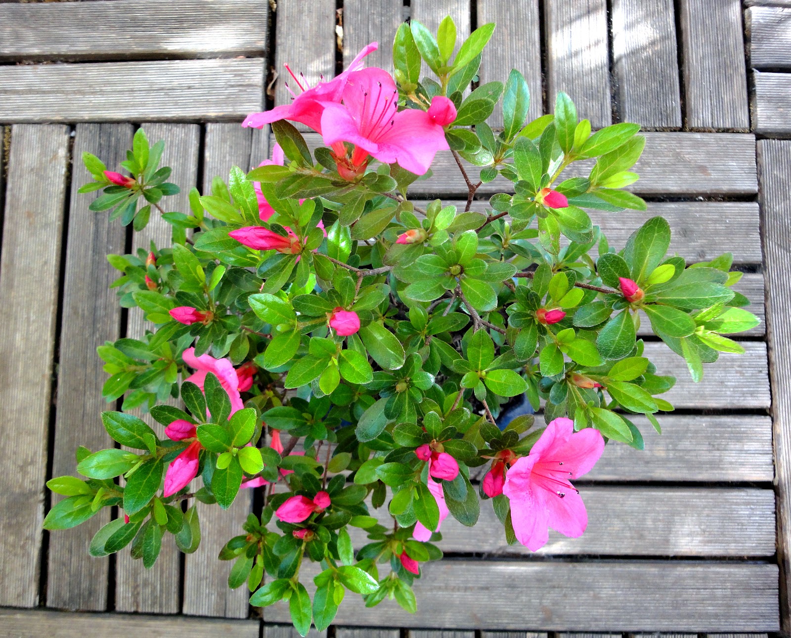 El Sello Verde: Azaleas