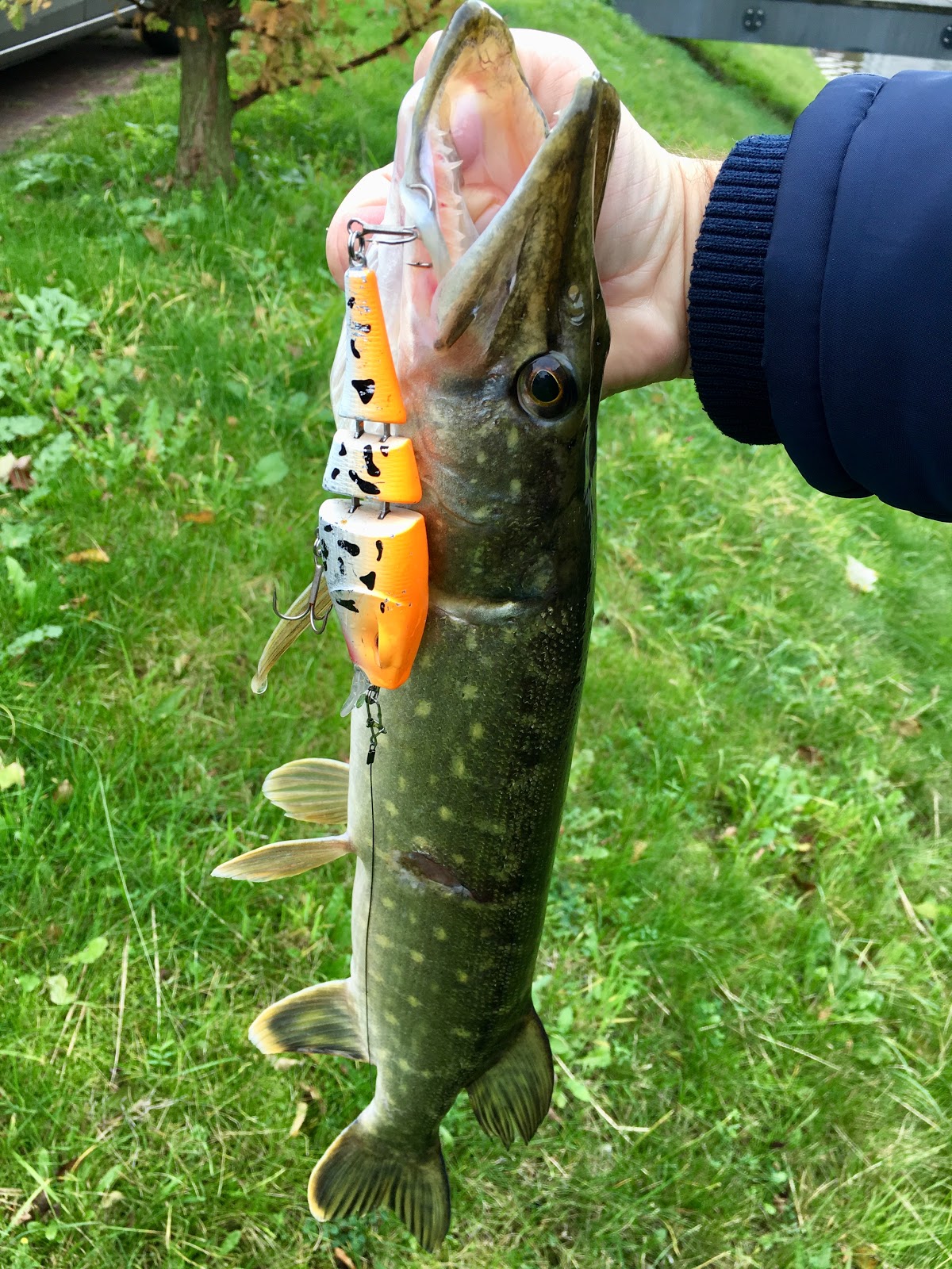Roofvissen met JP en Quinten: Kleine snoek heeft grote honger.
