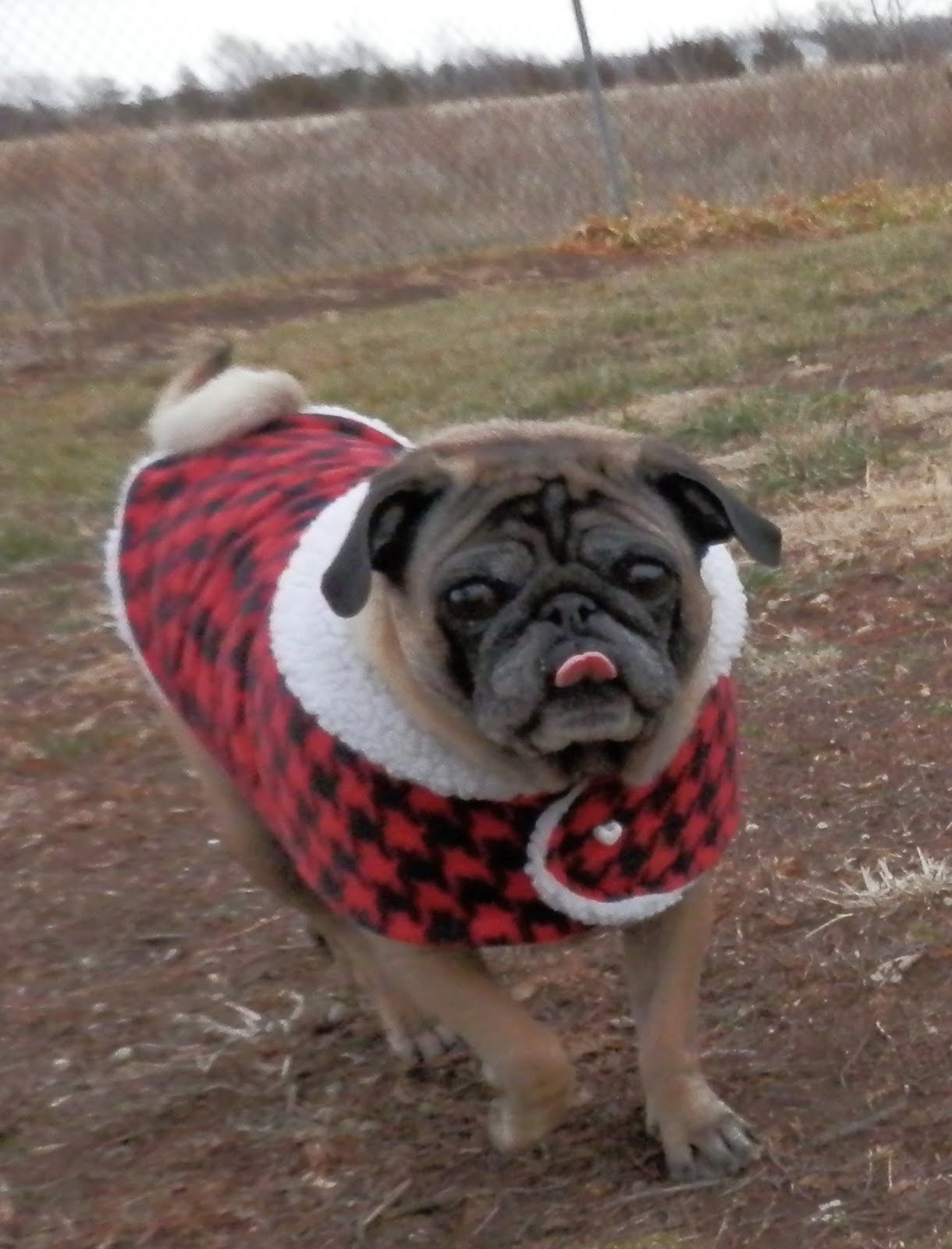 Pugs & Purrs: Pug Snuggly by YOGI