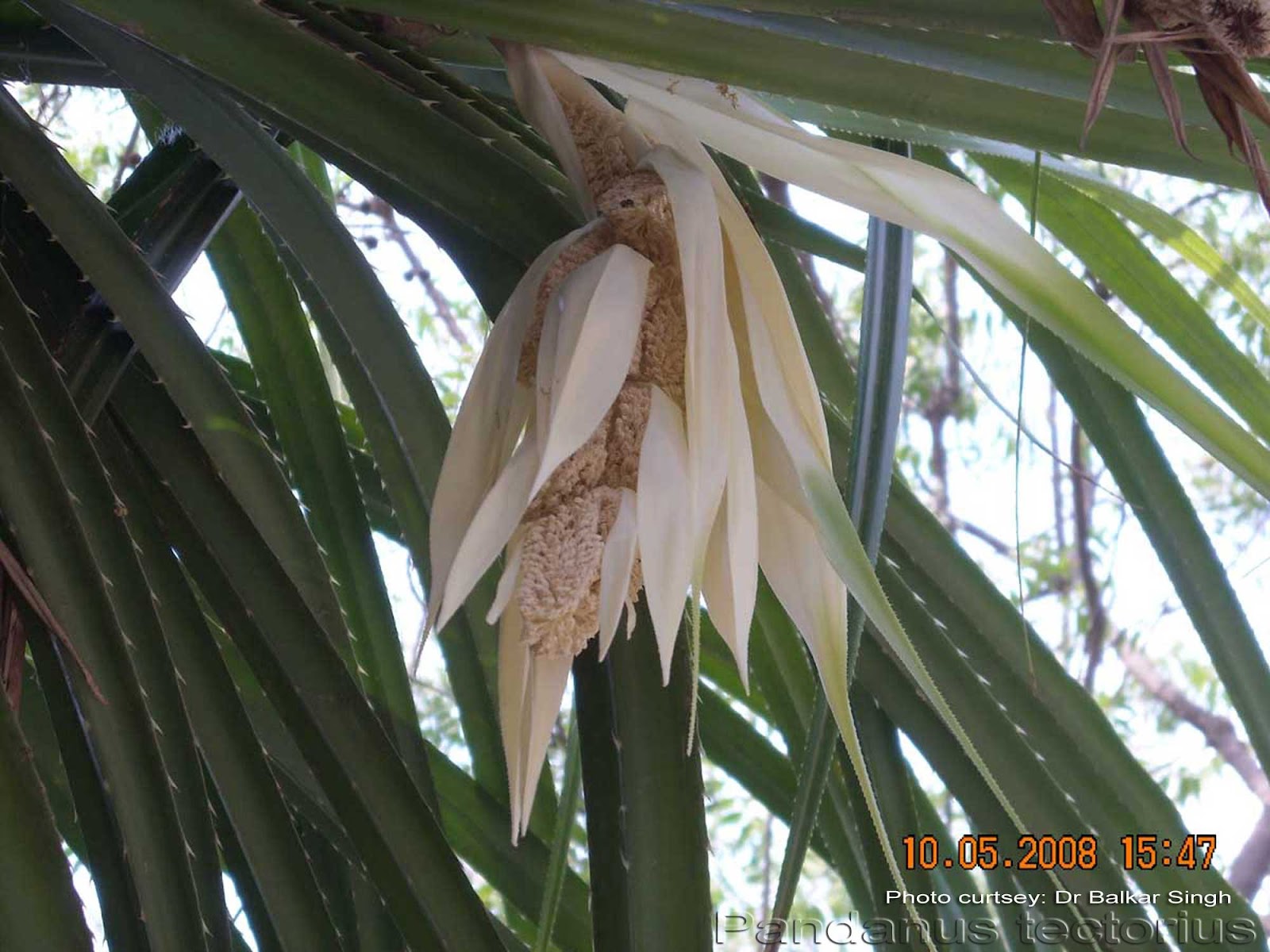 Medicinal Plants: Pandanus tectorius, Mogali, Kewda, Tazhai