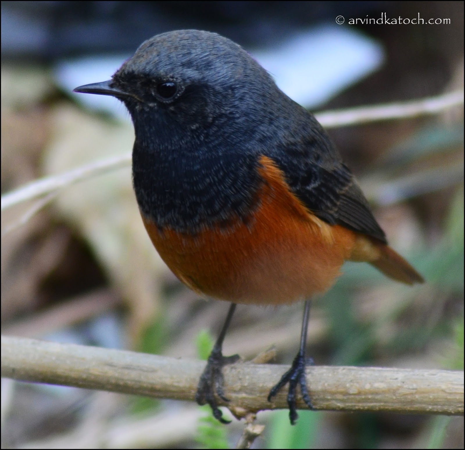 Black Redstart Pictures and Detail (Phoenicurus ochruros) A small ...