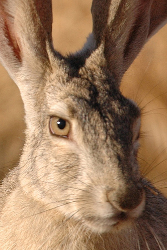 Stacy Creates: Jackrabbit Step-by-Step