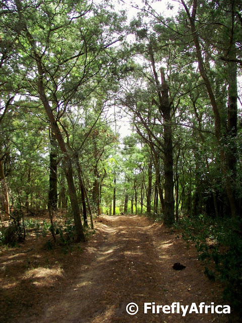 Port Elizabeth Daily Photo: Forest road