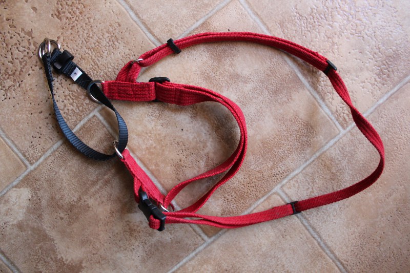 Downunder Assistance Dog: Fantastic retrieve training, paw targeting ...