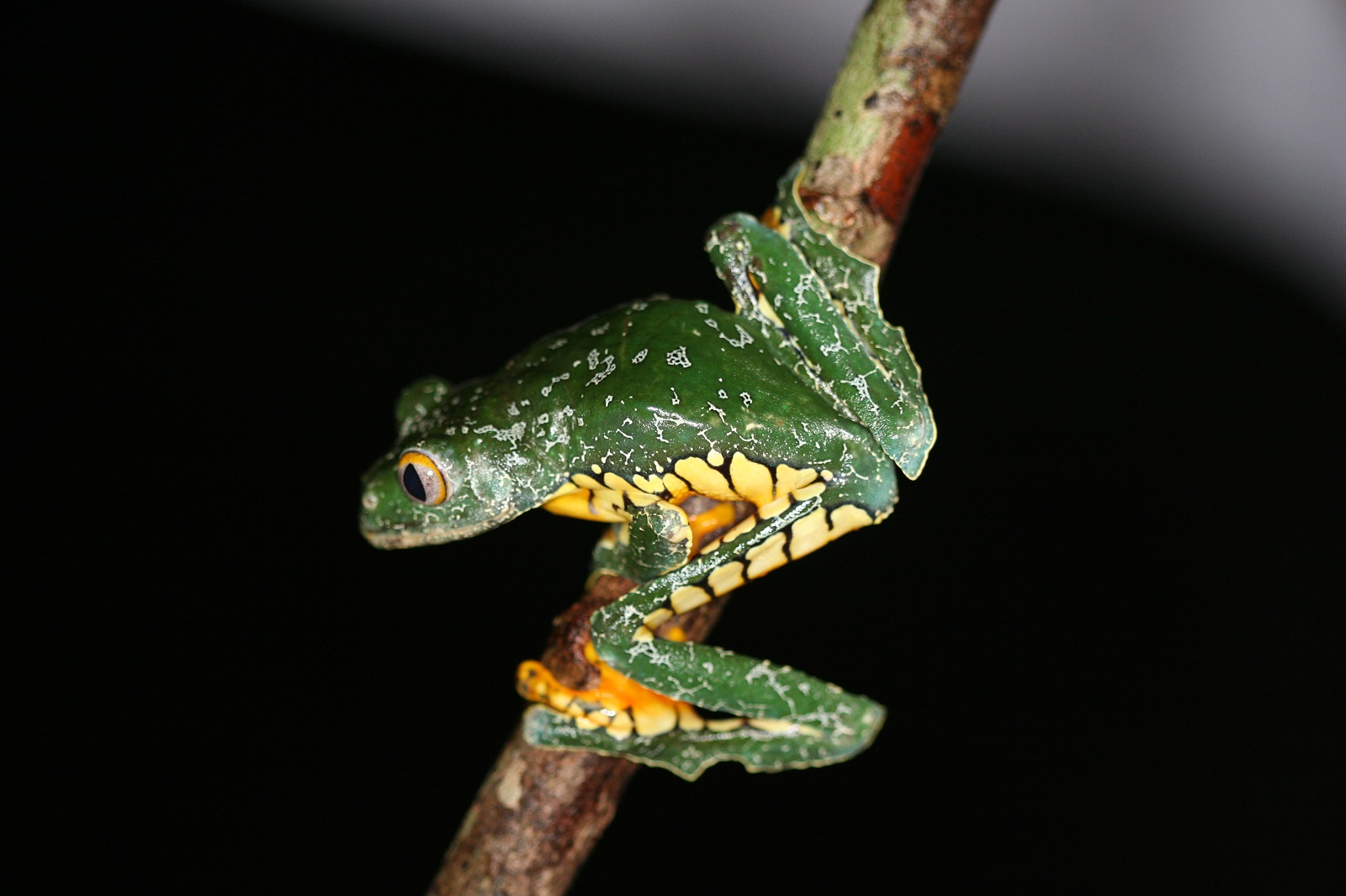 Real Monstrosities: Frogs With Sticky-out Bits