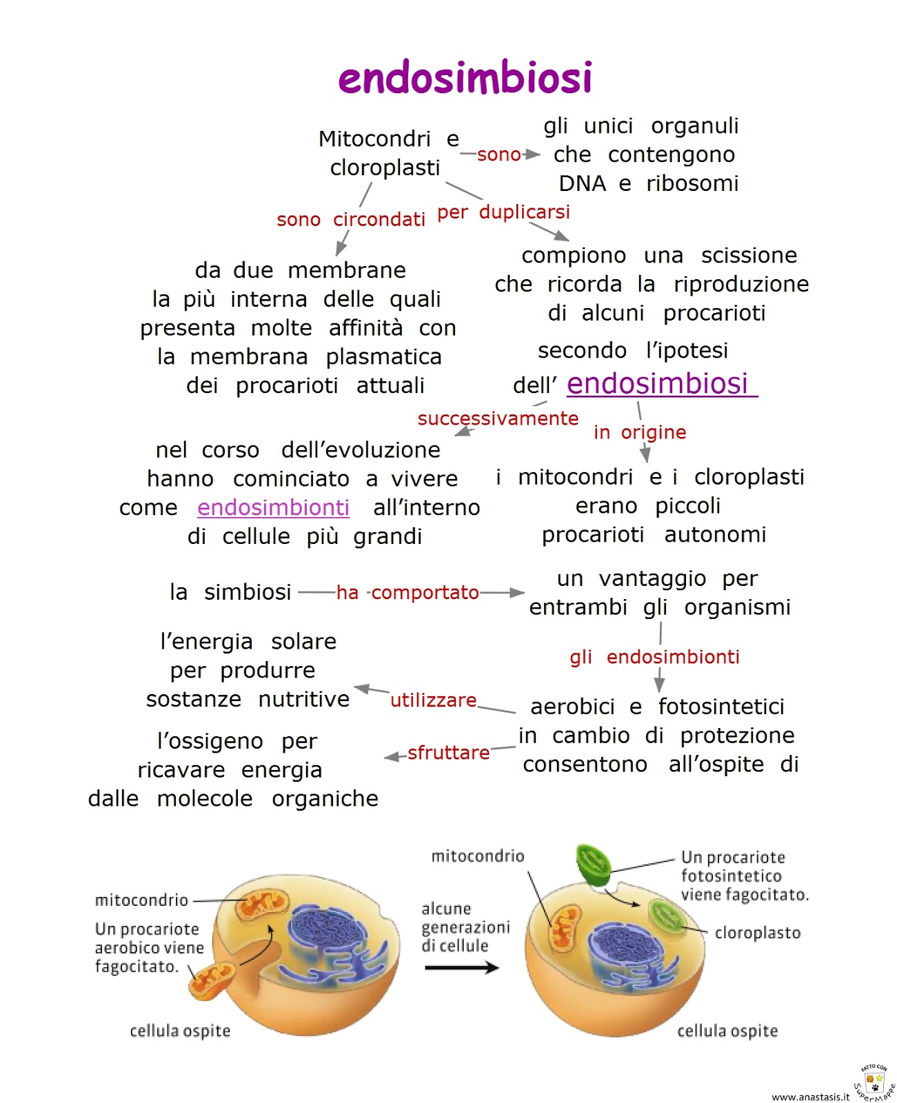 Paradiso delle mappe: Endosimbiosi