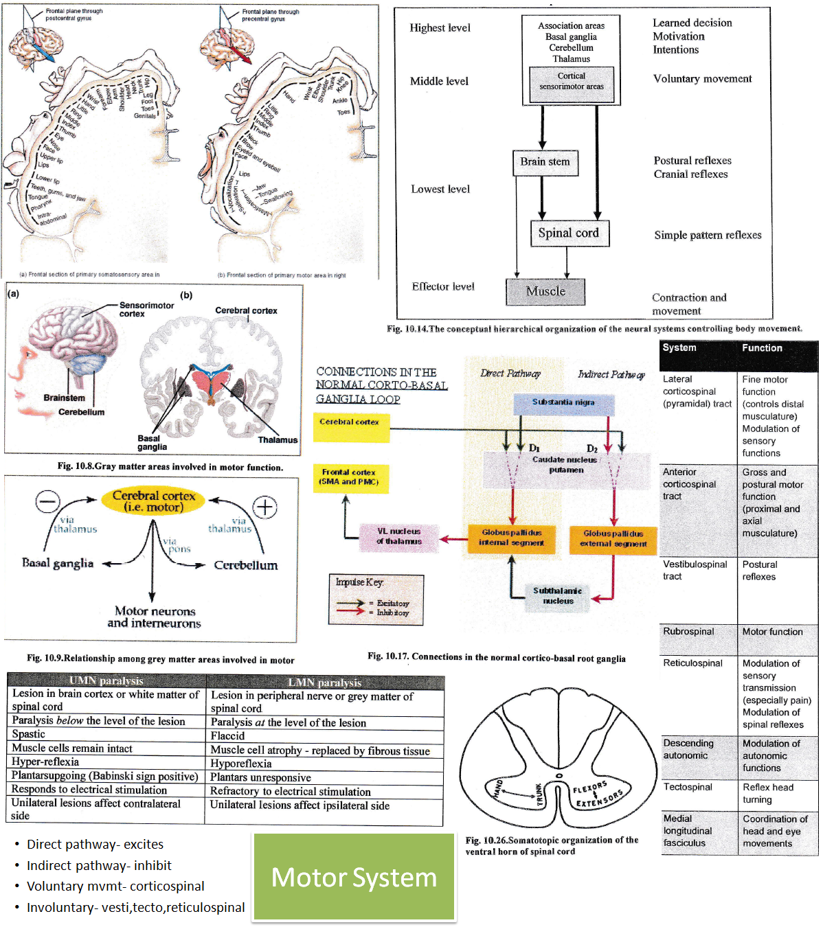 Medical Concept maps : Nervous system